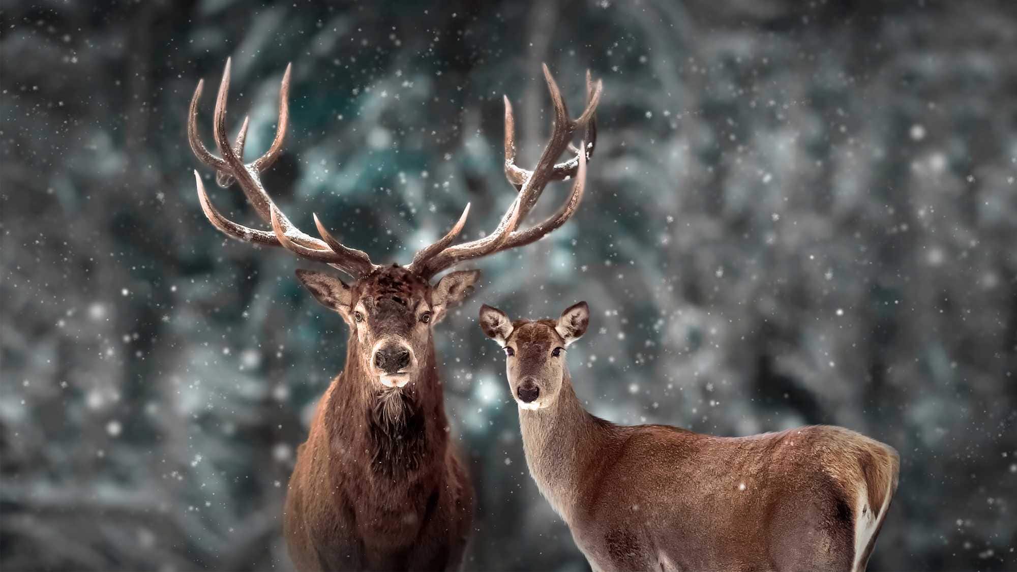 Contact Us Pemberton Wildlife Association