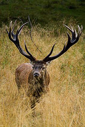 Deer Tagging & Tracking | Pemberton Wildlife Association
