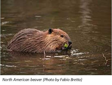 Ryan River Property | Pemberton Wildlife Association