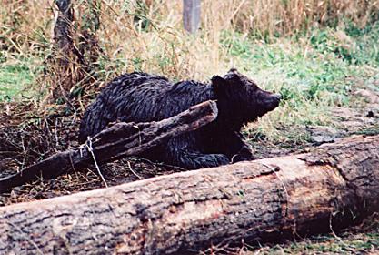 Winston the Legendary Bear | Pemberton Wildlife Association