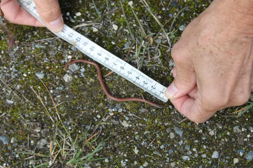 Sharp-tailed Snake | Pemberton Wildlife Association